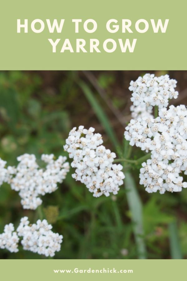 How to Grow Yarrow – Garden Chick