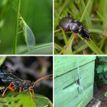Attracting Beneficial Insects to Your Garden – Garden Chick