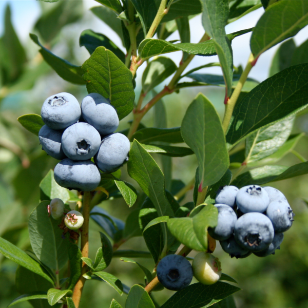 How to Grow Blueberries – Garden Chick