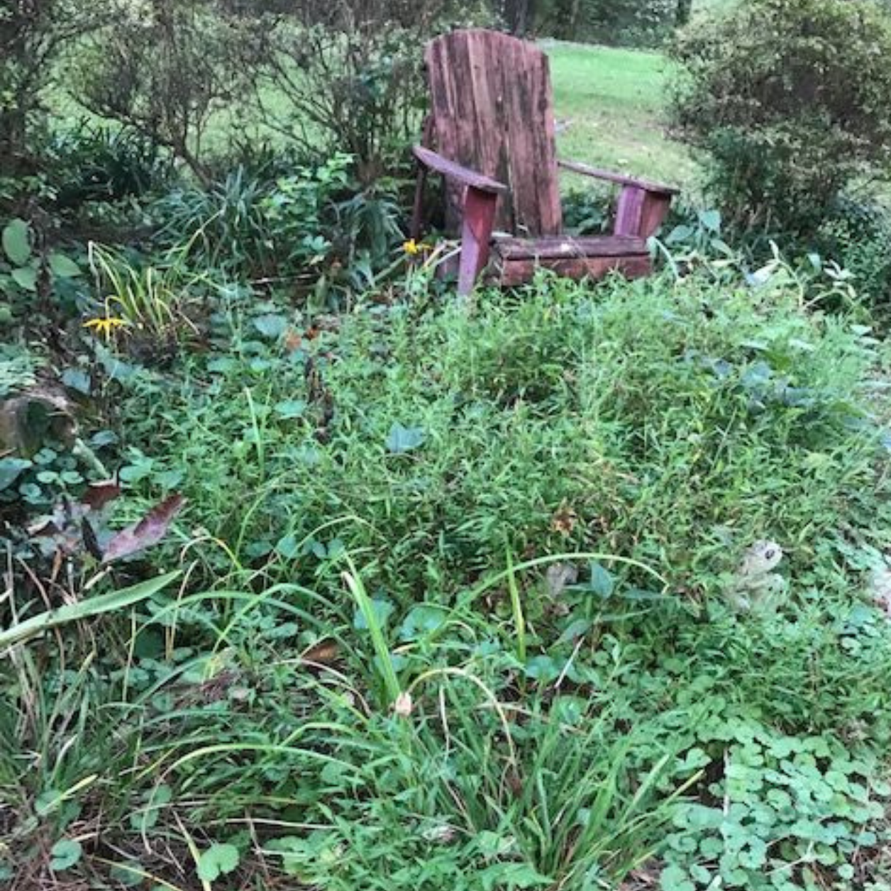 How to Revive an Overgrown Garden Part One – Garden Chick