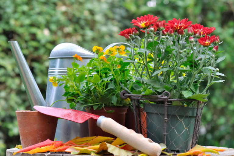 Tips for Choosing and Caring for Chrysanthemums – Garden Chick
