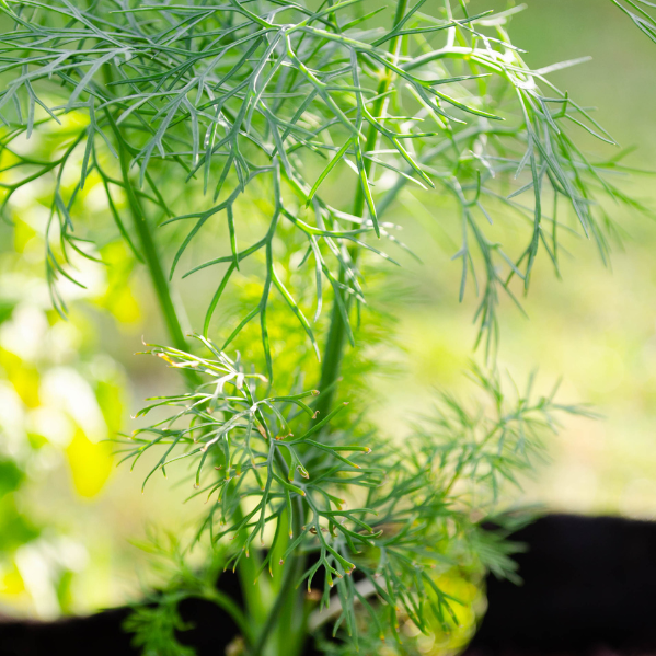 Why Grow Dill? Garden Benefits & Fresh Flavor for Your Spice Cabinet ...