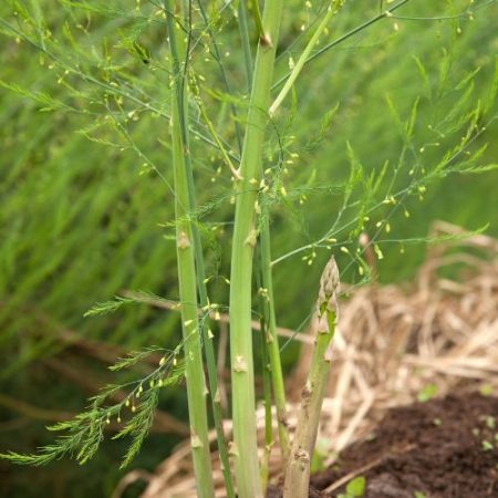 How to Grow Asparagus – Garden Chick
