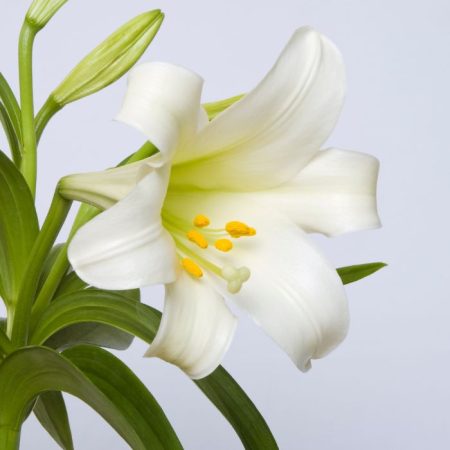 How to care for and replant your Easter lily so it blooms again year ...