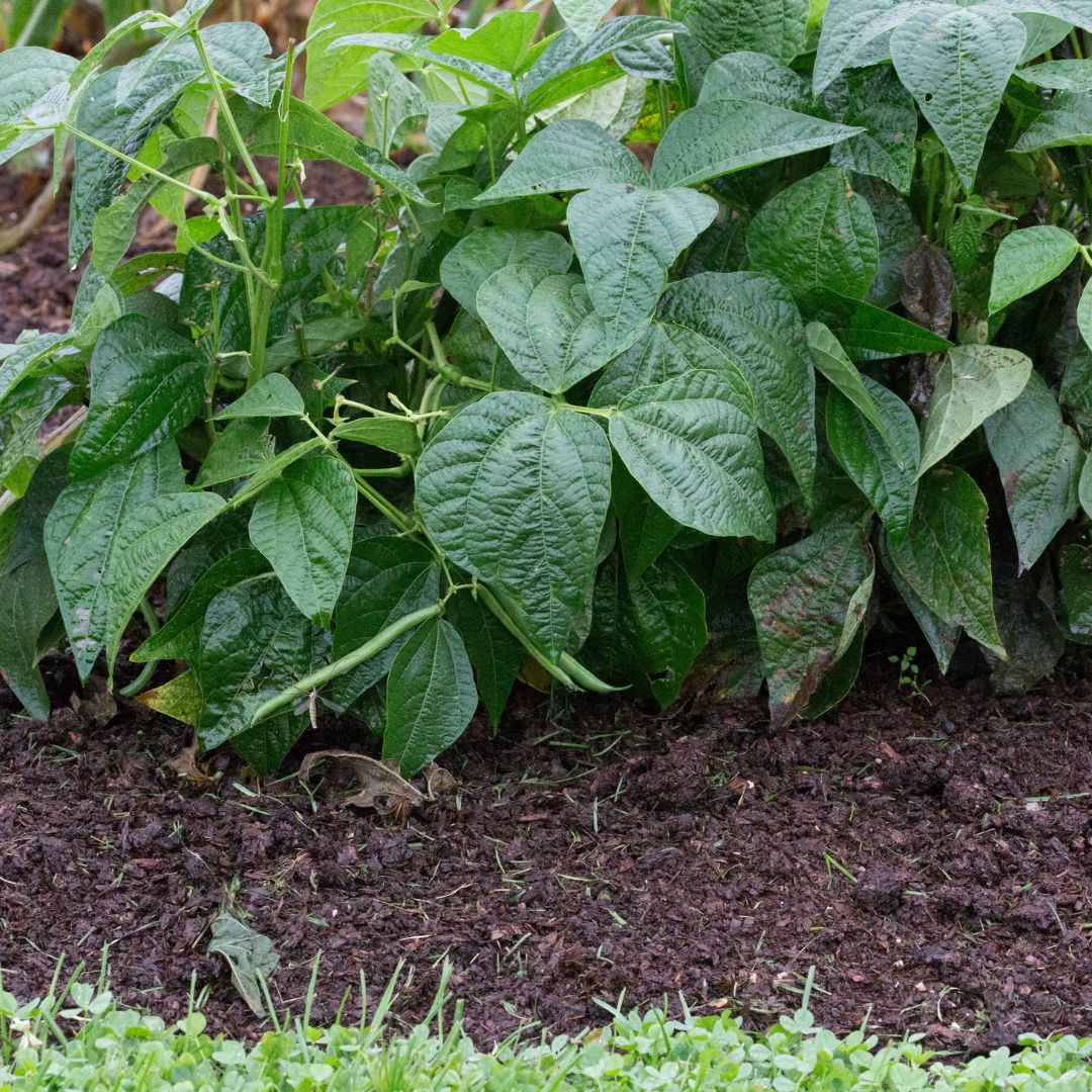 Learn How to Grow Green Beans in the Garden – Garden Chick